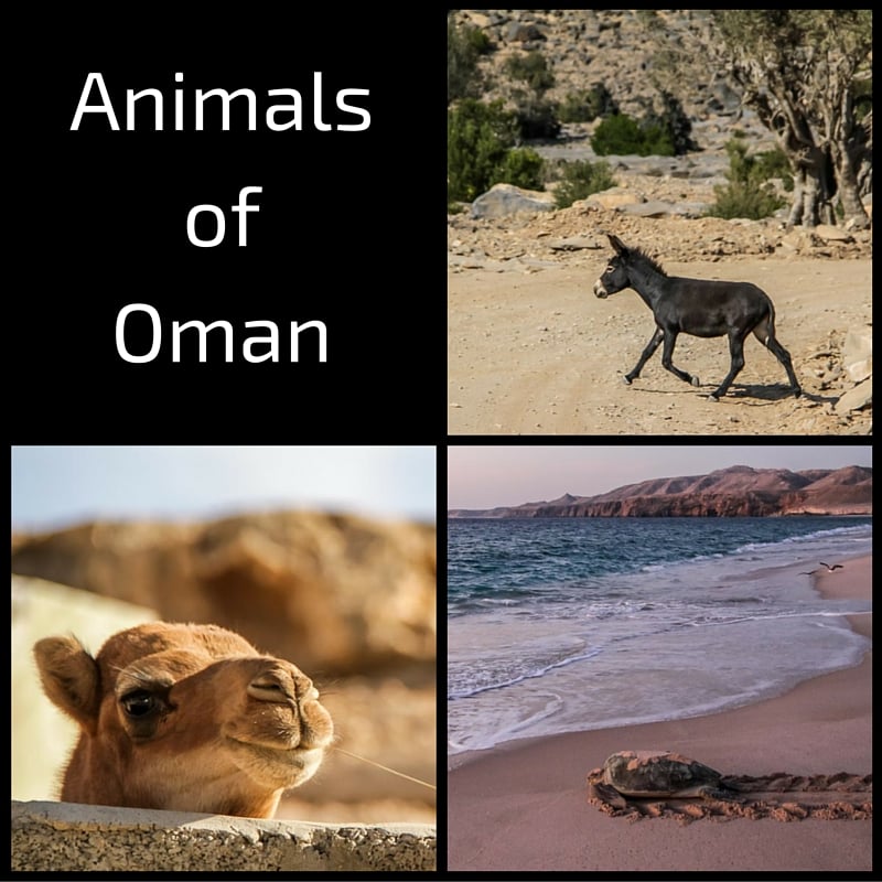 Animals in Oman (with photos) - Wildlife + farm: turtles, camels, goats...