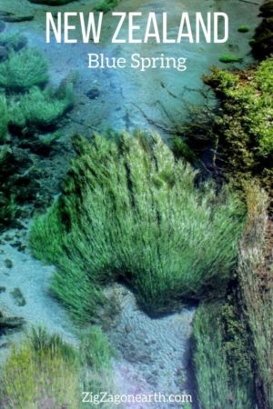 Fascinating Blue Spring (New Zealand) - Access + Tips + Photos