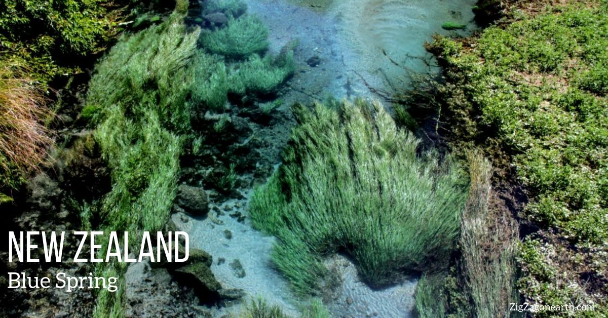 Fascinating Blue Spring (New Zealand) - Access + Tips + Photos