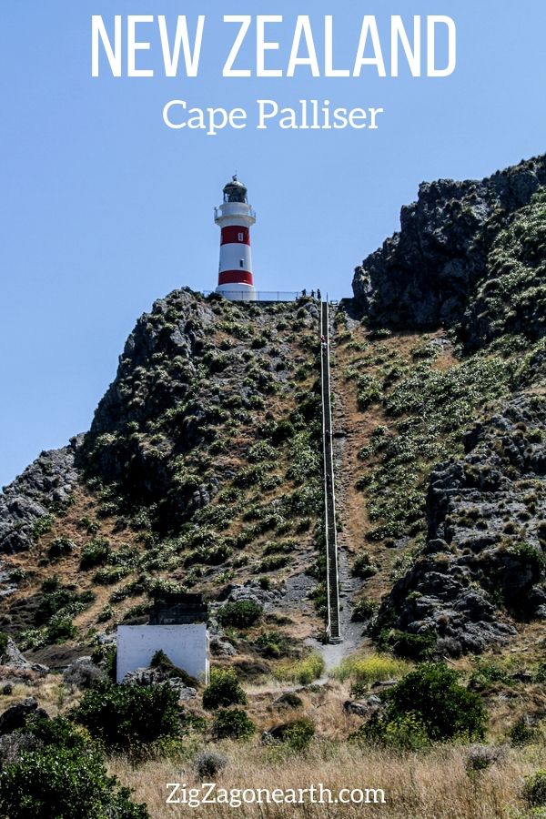 Cape Palliser lighthouse and seals (New Zealand) - Tips + Photos
